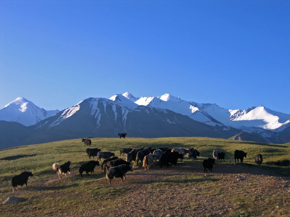 Trich Mir Base Camp Trek - Hunza Adventure Tours